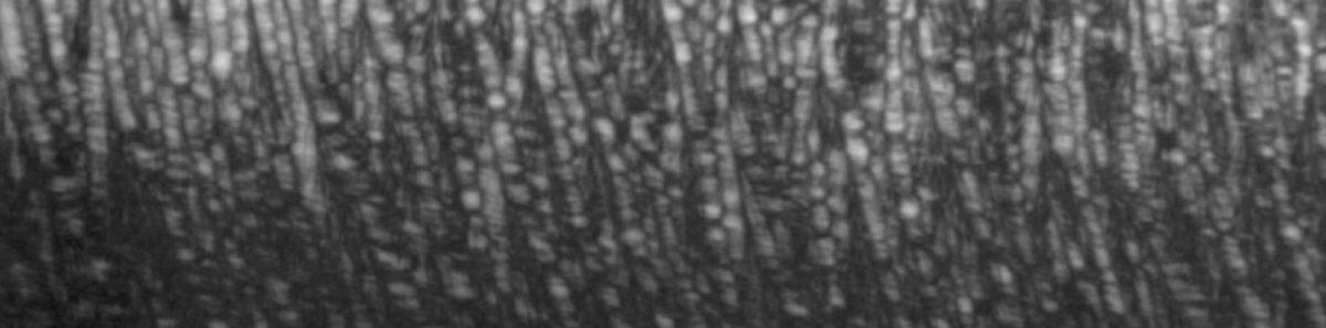 Biomineralization – LCMCP